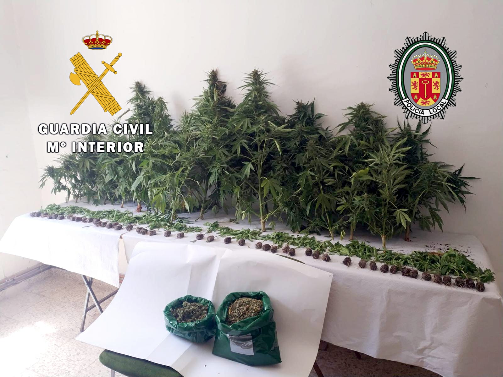 Guardia Civil y Policía Local desmantelan en Alcalá una plantación con 115 plantas de marihuana ...